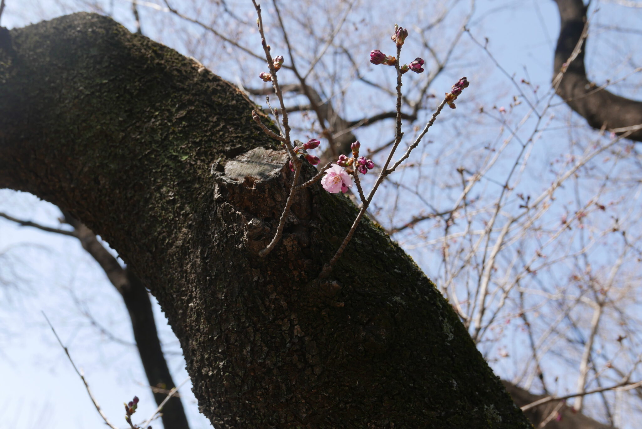 Early-blooming Sakuras in Shinjuku Gyoen Garden | Hi, I'm Toru, your ...