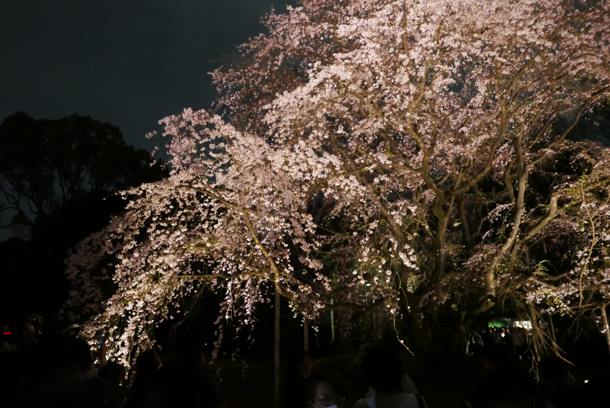 Gorgeous weeping cherry blossom, Shidare-Sakura at night | Hi, I'm Toru ...