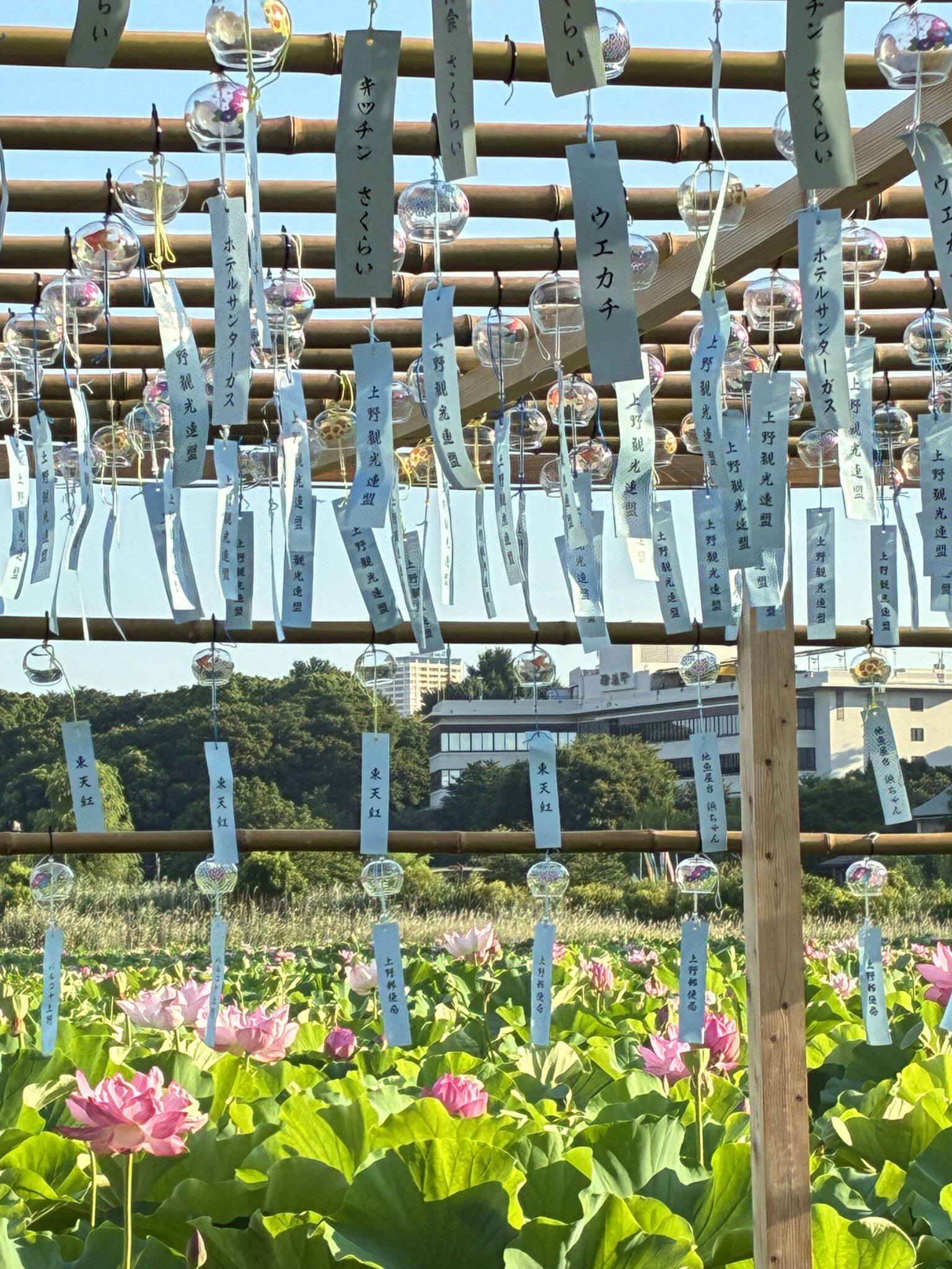 Lotus flowers are fully blooming in July. Enjoy a local lotus festival ...